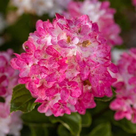 Spring Sizzle Hydrangea Patuxent Nursery