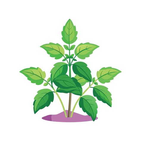 Elegant Catnip Plant In Nature 57390903 Vector Art At Vecteezy
