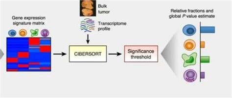 免疫浸润分析可以检测出什么 知乎
