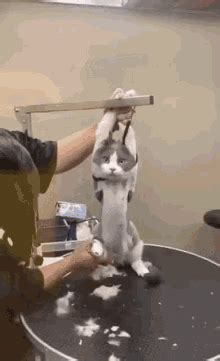 Shaving Funny S Tenor