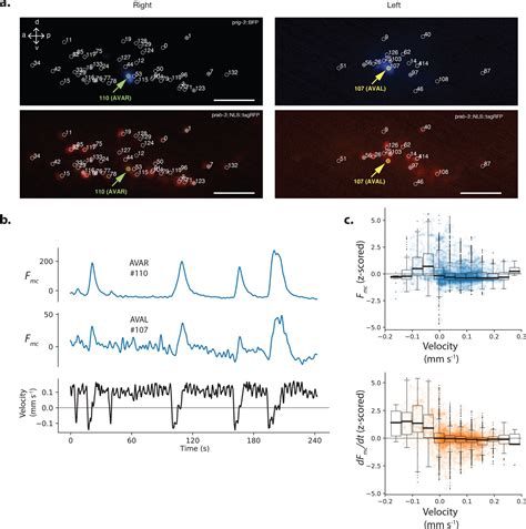 Decoding Locomotion From Population Neural Activity In Moving C Elegans Elife