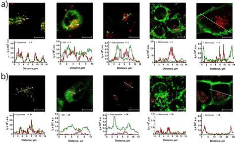 Analysis Of Intracellular Localization Of 3 A And 26 B In T 24 Download Scientific Diagram