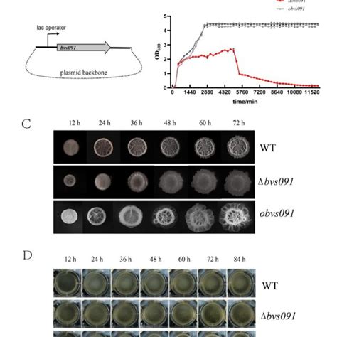 The Homologous Sequences Phylogenetic Tree Constructed Using Mega X By Download Scientific
