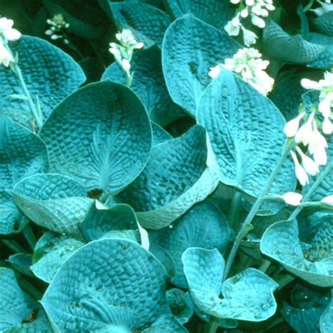 Hosta 'Love Pat' Plantain Lily from Sandy's Plants
