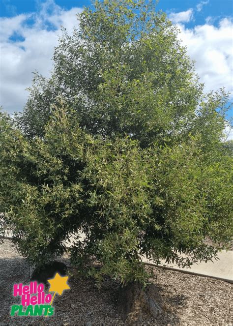 Acacia Blackwood Wattle Hello Hello Plants
