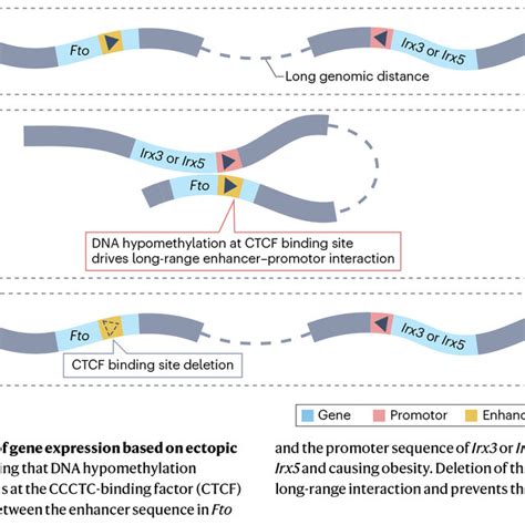 An Illustrative Model Showing That Dna Hypomethylation Induced By