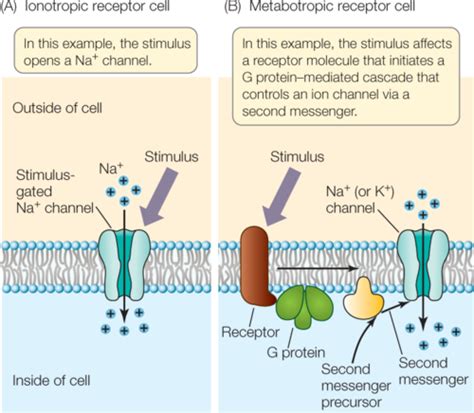 MCDB B CHAPTER Sensory Systems Flashcards Quizlet