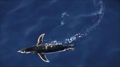 As Human Activities Expand In Antarctica Scientists Identify Crucial