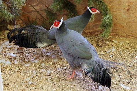 საქართველოში წყვილი ხოხობი 1000 ლარი ღირს ბევრმა არც კი იცის ეს რა ფრინველია Ambebi Ge