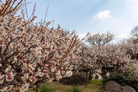 7 Health Benefits Of Ume Plum