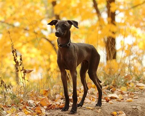 Galgo Italiano Cão Nosso