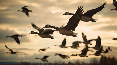 하늘을 나는 큰 기러기 떼 비행 거위 그림 거위 나는 배경 일러스트 및 사진 무료 다운로드 Pngtree