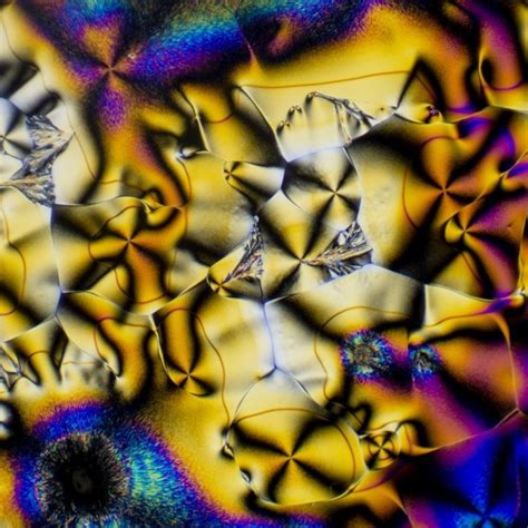 Microscope Polarisant Avis Et Fonctionnement