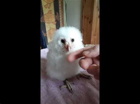 How To Determine The Sex Of An Owl Chick YouTube