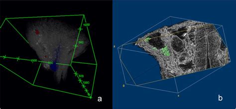 Volume Reconstruction Placing The Cavities In Red In The Pericarp Of