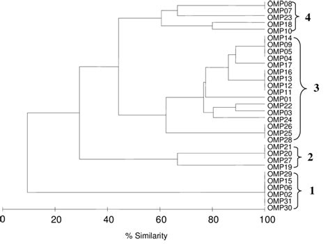 dendrogram constructed from igs polymorphism profile from the large