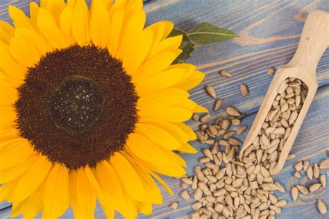 Sunflower Lecithin Vs Sunflower Oil Understanding The Key Differences Marigold Foods