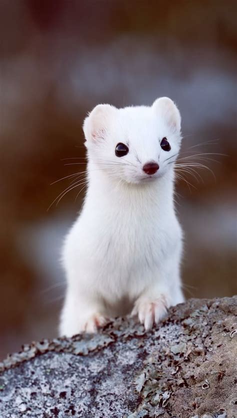 Ermine In Winter An Ermine In Its White Winter Coat Rpics