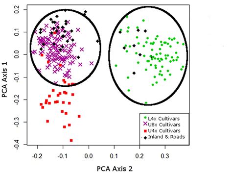 Principle Coordinate Analysis Pca Of Ssr Markers From Switchgrass