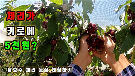 남호주 애들레이드 체리농장 체험하기 Youtube