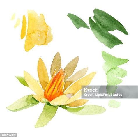 연꽃은 노란색 꽃 식물 꽃입니다 수채화 배경 그림 설정 합니다 격리 된 로터스 그림 요소 그리기에 대한 스톡 벡터 아트 및 기타 이미지 Istock