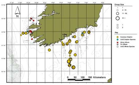 Distribution And Size Of Cetacean Sightings Celtic Sea And Division Download Scientific