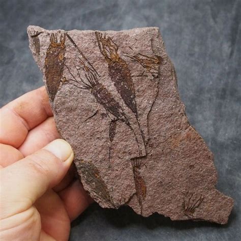 Eocrinoid Ascocystites Sp Echinoderms 100 Natural Ordovician Fossil Ebay Echinoderm