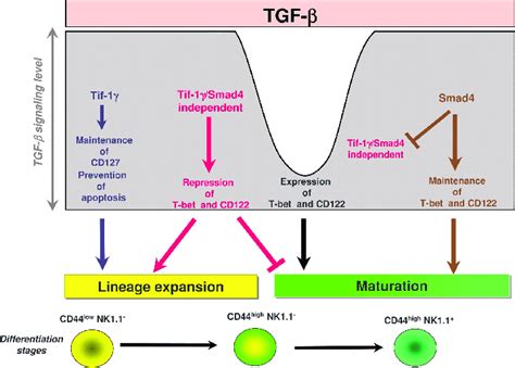 Schematic Model Summarizing The Effects Of The Three Branches Of Tgf Download Scientific