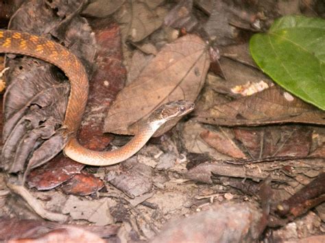 Gu A Para Visitar La Isla De Borneo Malasia S Bados Viajando