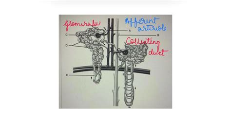 Solved Figure 151 Using Figure 151 Match The Following Ganglion Cells Pathway Of Light 0