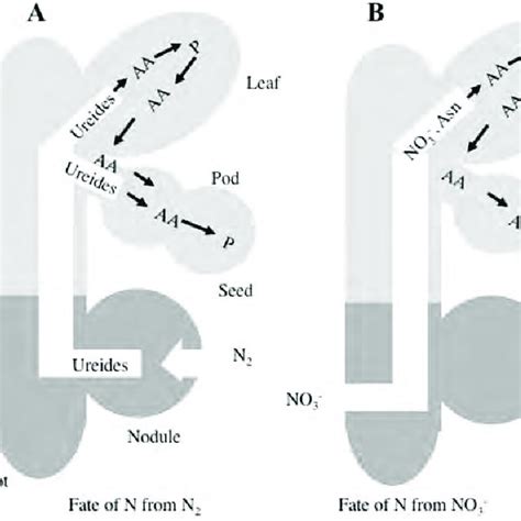 Pdf Effect Of Nitrate On Nodulation And Nitrogen Fixation Of Soybean