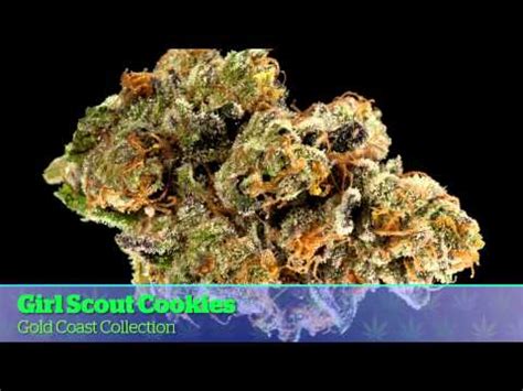 Si usted está pensando en comprar semillas de Cannabis marihuana realmente necesitas Check Out