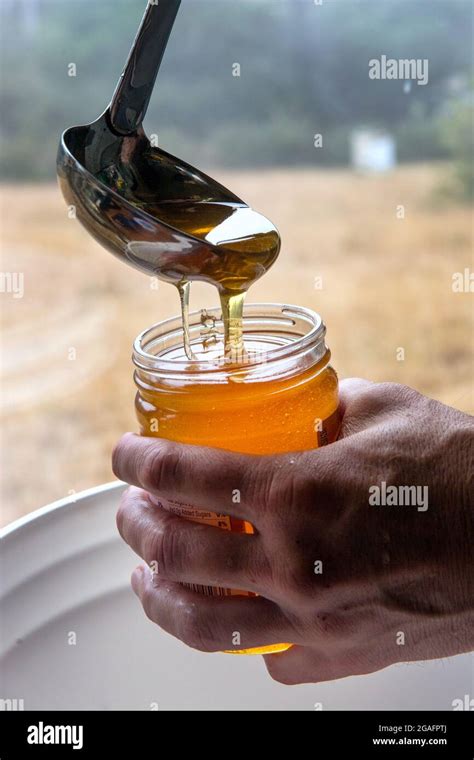 Honey Poured Into A Jar In A Small Beekeeping Farm In Mendocino