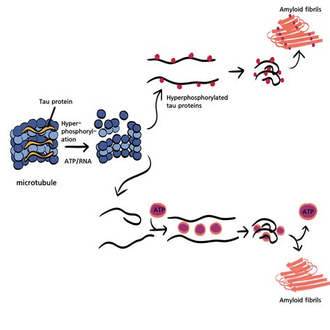 Diverse Pathways Of Amyloid Aggregation And Kinetics Part 2 Leo And Leah