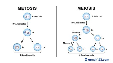 Apa Perbedaan Mitosis Dan Meiosis Ini Penjelasannya