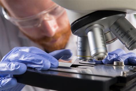 Biology Mitosis And Meiosis University Of Birmingham