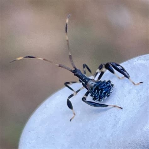 Cool Blue Dude In Massachusetts R Whatsthisbug