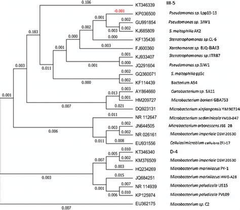 phylogenetic tree constructed with clustalx 2 and mega5 software