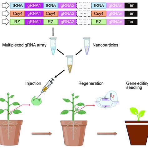 Schematic Representation Of A Promising Plant Transformation Method