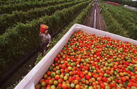 Cherry00 Slavery Proj Rnv 5 03 Nuri Vallbona Herald Staff… Flickr