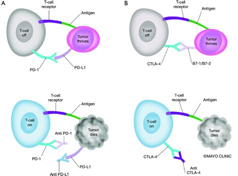 Mechanisms Of Action Of Immunotherapy Agents Anti PD 1 And PD L1 A