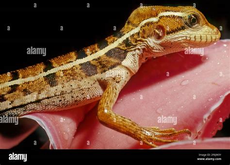 The Common Basilisk Basiliscus Basiliscus Is A Species Of Lizard In The Family Corytophanidae