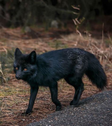 Vous Connaissez Tous Le Renard Roux Découvrez Son Superbe Cousin