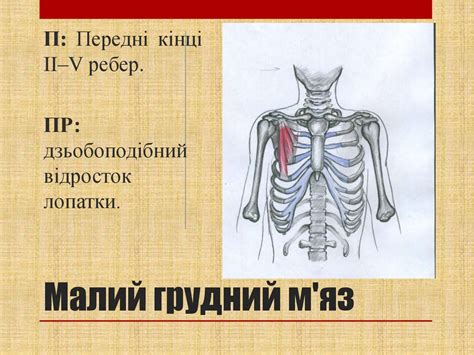 Mязи грудної клітки і живота презентация онлайн