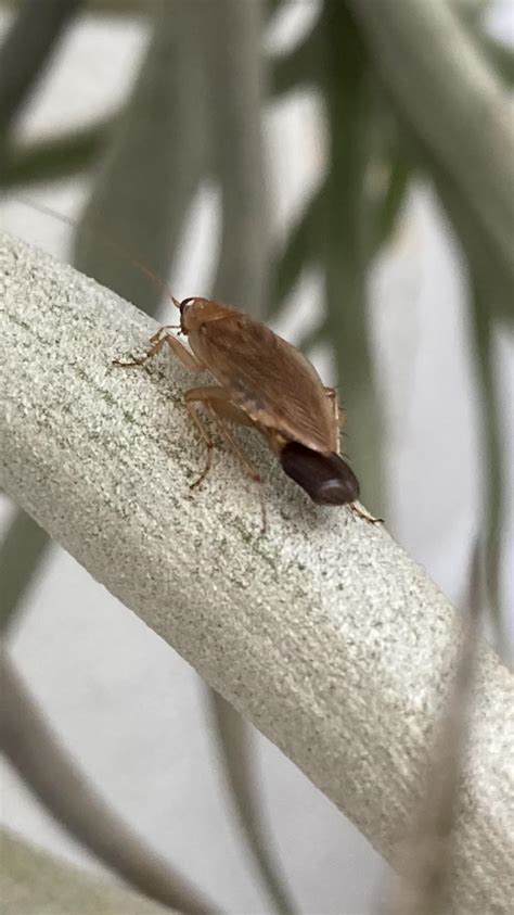 King Cockroach Haken