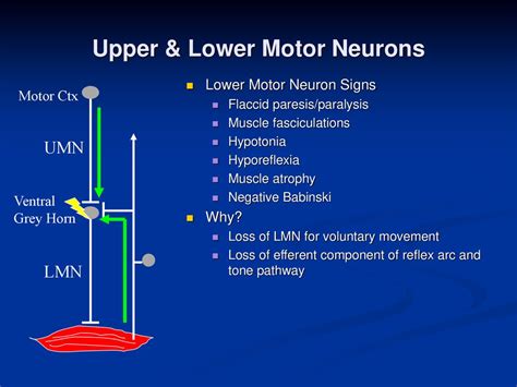 The Spinal Cord Basic Neuroscience James H Baños Phd Ppt Download