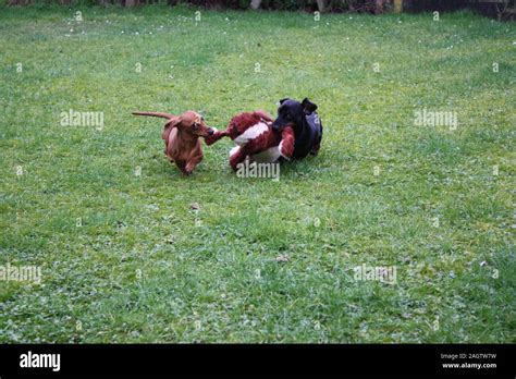 Miniature Dachshund Enjoying Playtime Stock Photo Alamy