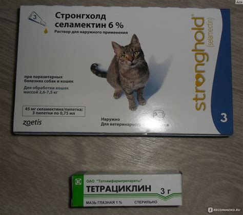 Форвет для кошек: инструкция по применению, аналоги, отзывы