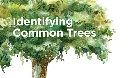 Identifying Common Trees Chippewa Life Magazine