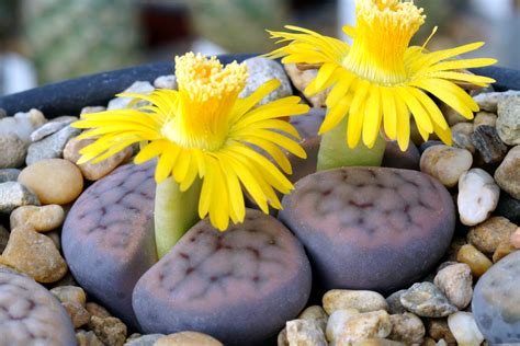 Lithops Care And Watering For Your Living Stone Plants Happysprout